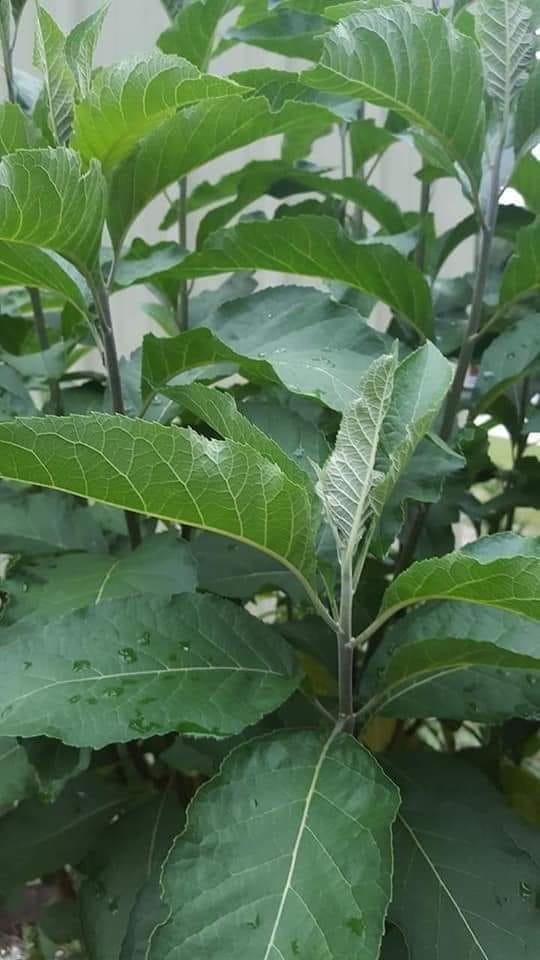 AMAZING HEALTH BENEFITS OF BITTER LEAF – Gistcore media